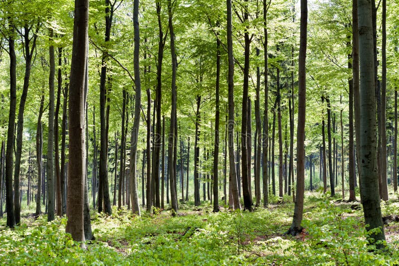 SpringSeasonForest stock image. Image of outdoor, natural - 40296691