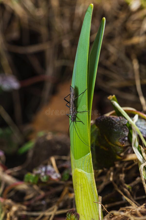 Springstaarten Aan Het Blad Stock Foto - Image of dier, macro: 179285452
