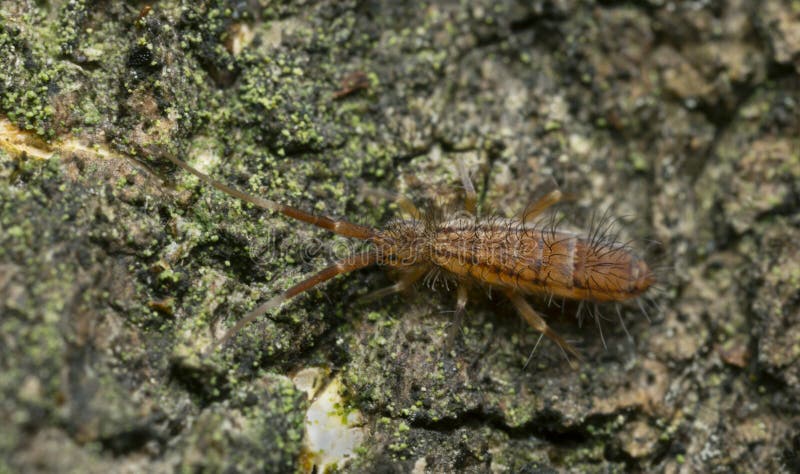 Springtail on Bark, Extreme Close-up Stock Photo - Image of nature ...