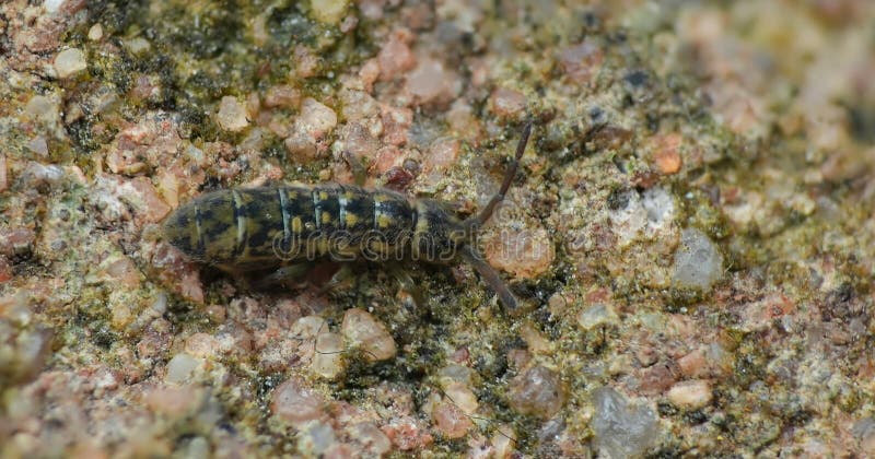 Springtail close up stock photo. Image of horizontal - 313919720