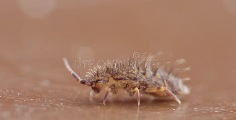 Springtail Insect Under the Microscope Stock Photo - Image of insects ...