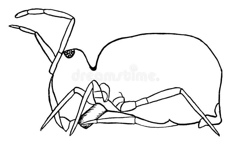 Springtail, Vintage Illustration Stock Vector - Illustration of ...