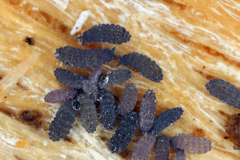 Springtails, Order Collembola. Group Under the Bark Stock Photo - Image ...