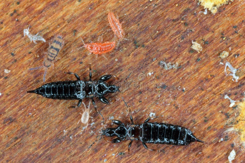 Springtails and thrips. stock image. Image of corn, dead - 265264439