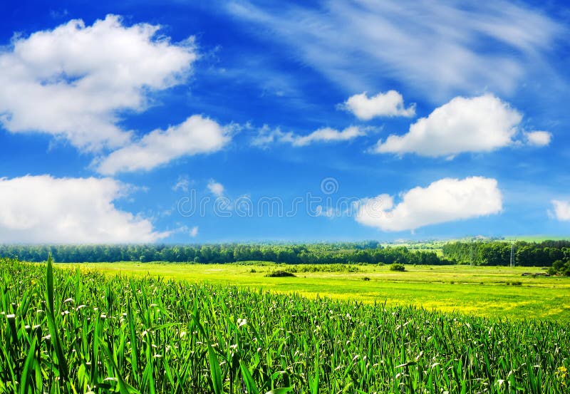 Springtime stock image. Image of vivid, petal, bright - 24371385