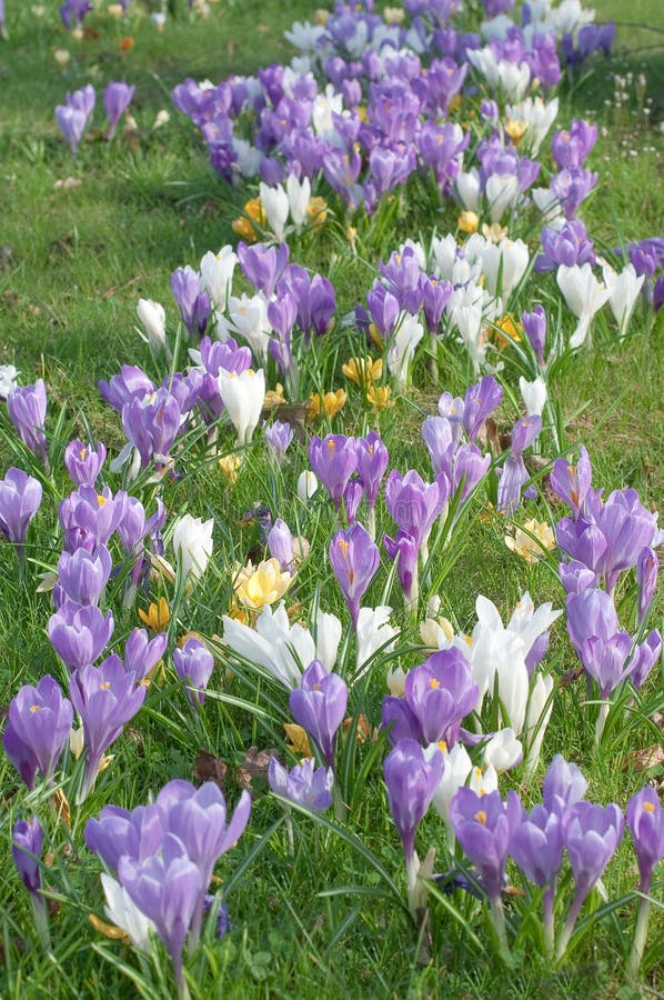 Springtime stock photo. Image of tradition, flower, nature - 9025320