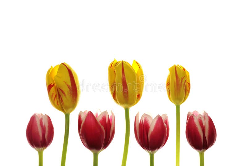 Springtime stock photo. Image of plants, bloss, plant - 13990474