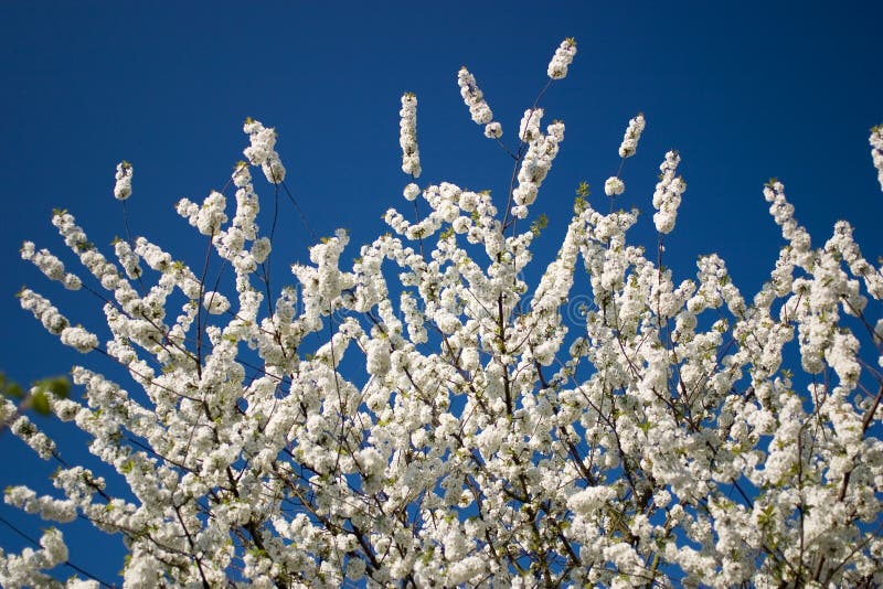 Springtime stock photo. Image of blue, springtime, clear - 2312646