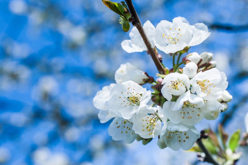 Springtime stock image. Image of vivid, petal, bright - 24371385