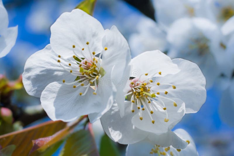 Springtime stock image. Image of vivid, petal, bright - 24371385