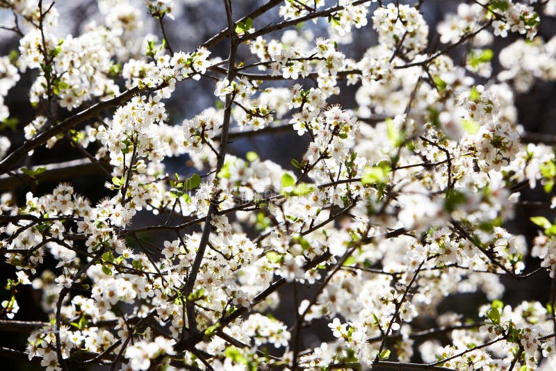 Springtime stock photo. Image of easter, blooms, blooming - 4519950