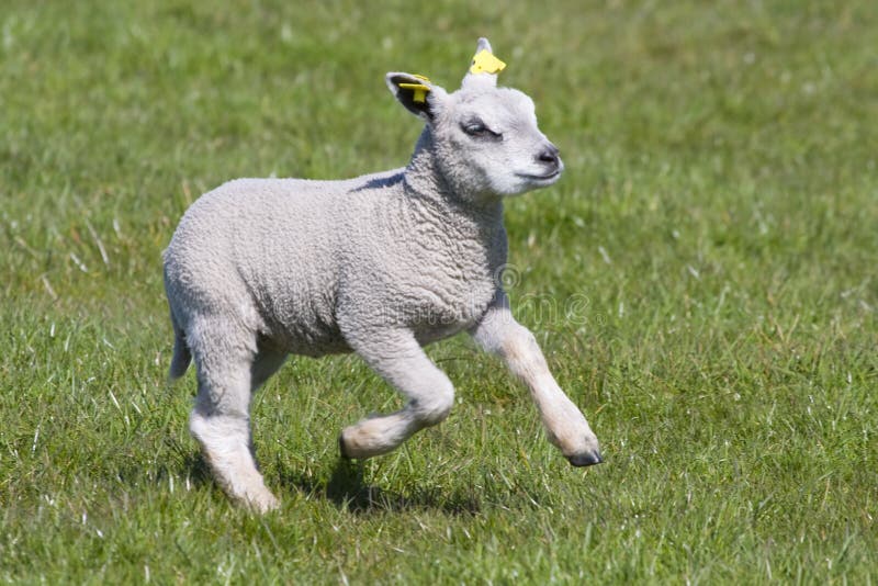 Springtime stock image. Image of natural, nature, farm - 5367007