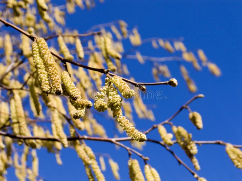 Springtime stock photo. Image of growth, natural, plant - 560864