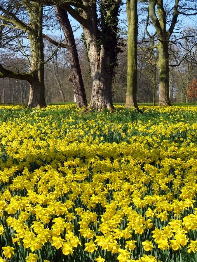 Springtime stock image. Image of nature, garden, springtime - 9001921