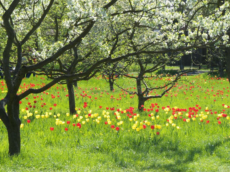 Springtime stock image. Image of beautiful, summer, fresh - 9218095