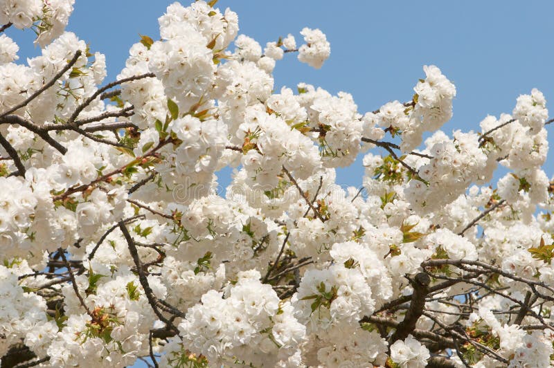 Flowers in springtime stock photo. Image of freshness - 11344556