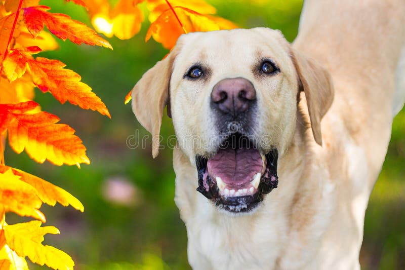 Springtime Adventures with Lovable Labrador Dog Stock Photo - Image of ...