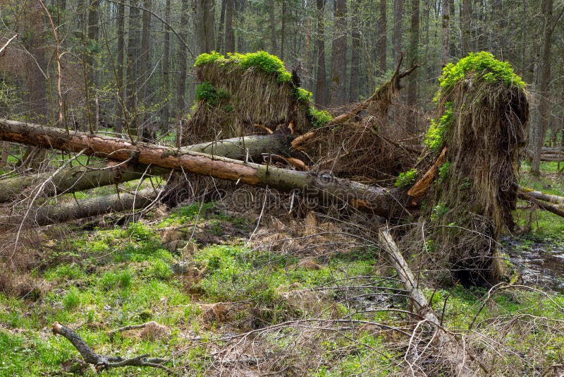 Springtime Alder Bog Forest Stock Image - Image of alder, marshy: 30890625