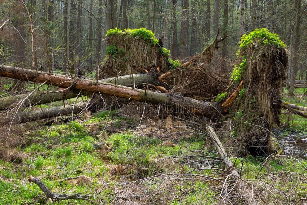 Springtime Alder Bog Forest Stock Image - Image of alder, marshy: 30890625