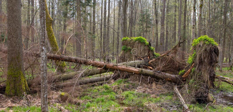 Springtime Alder Bog Forest Stock Image - Image of retention, natural ...