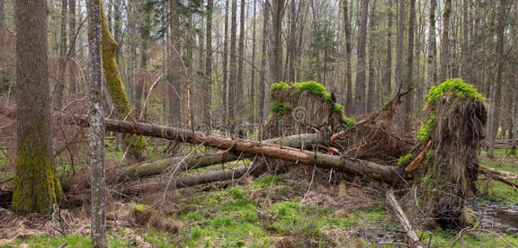 Springtime Alder Bog Forest Stock Image - Image of retention, natural ...