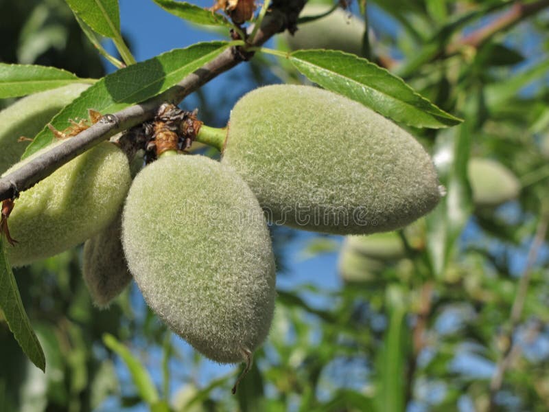 Unripe Green Almond Fruit on the Tree Stock Photo - Image of green ...