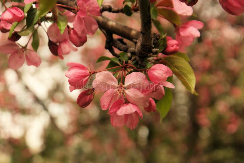 Blooming flowers stock photo. Image of bloom, flowers - 117183094