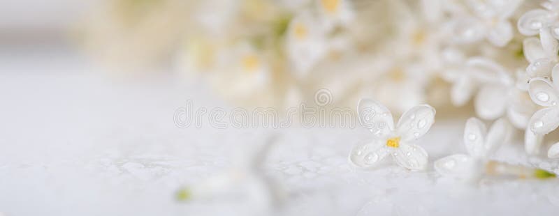 Springtime Background, Banner with Branch of Blooming White Lilac ...