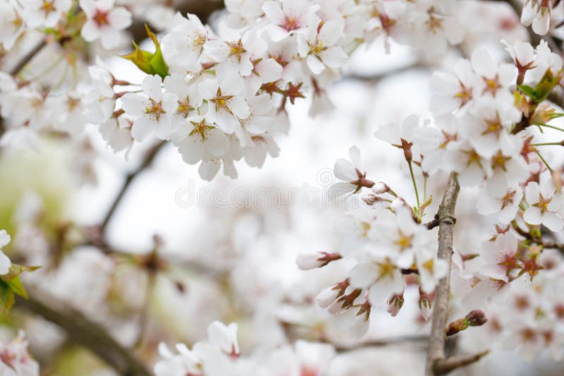 Springtime Background with White Spring Flower Stock Photo - Image of ...
