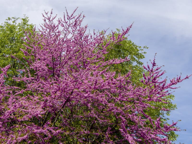 Beautiful Spring Pink Flowers Stock Image - Image of sakura, detail ...
