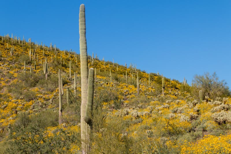 Springtime Beauty in the Desert Stock Photo - Image of nature ...