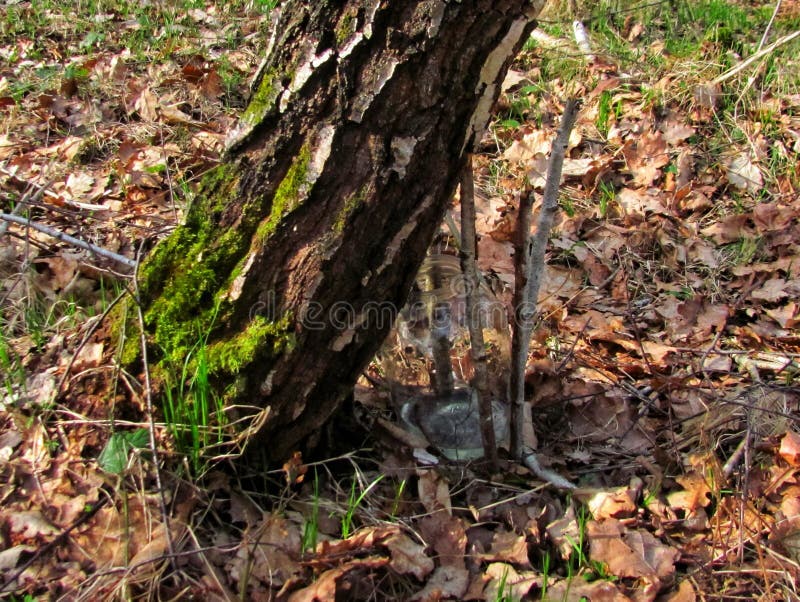Springtime Birch Sap Collection Stock Image - Image of rural, forest ...