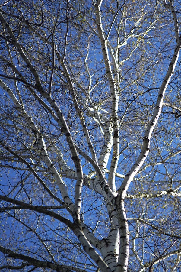 Springtime Birch Tree Dances Against the Backdrop of a Clear Blue Sky ...