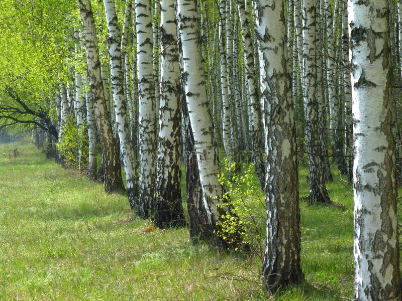Springtime in the Birch Trees Forest Stock Image - Image of quiet, leaf ...