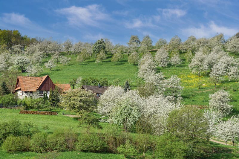 Springtime in Black Forest,Germany Stock Photo - Image of blossom ...