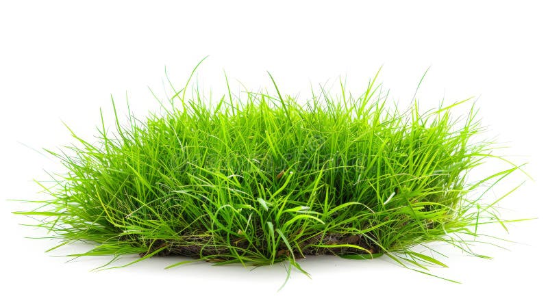 Springtime Bliss: Vibrant Green Grass on White Stock Photo - Image of ...