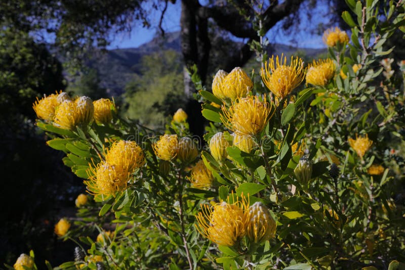 Springtime Bloom in California at Taft Botanical Gardens, Ojai C ...