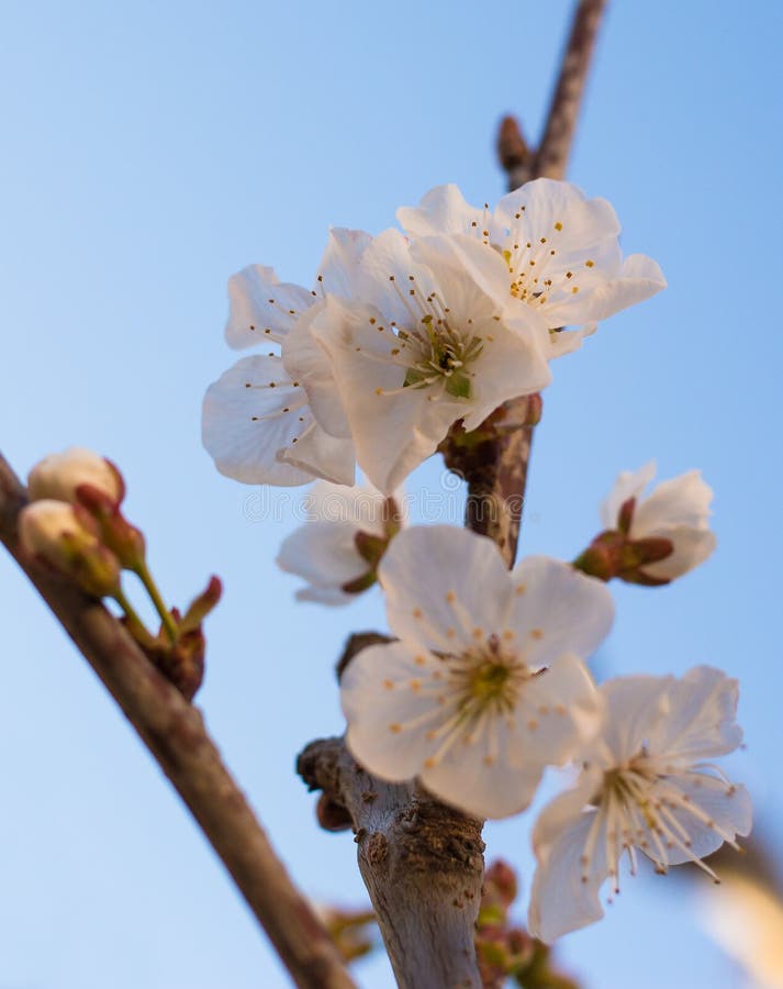 Springtime stock image. Image of flowers, chrysanthemum - 4414645