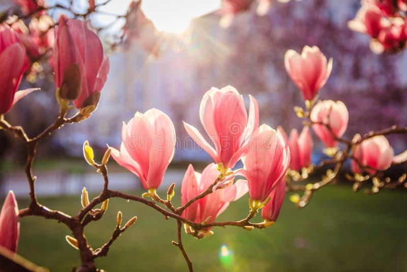 Springtime: Blooming Tree with Pink Magnolia Blossoms, Beauty Stock ...