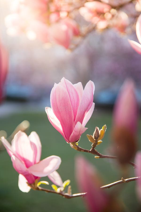Springtime: Blooming Tree with Pink Magnolia Blossoms, Beauty Stock ...