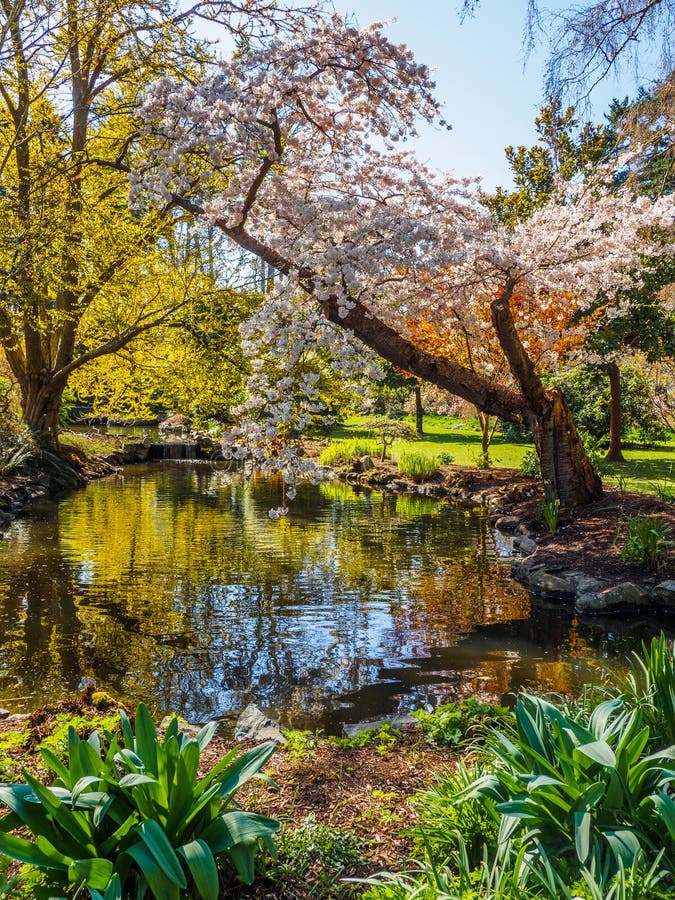 Springtime Blossom in Public Beacon Hill Park, Victoria BC Canada Stock ...