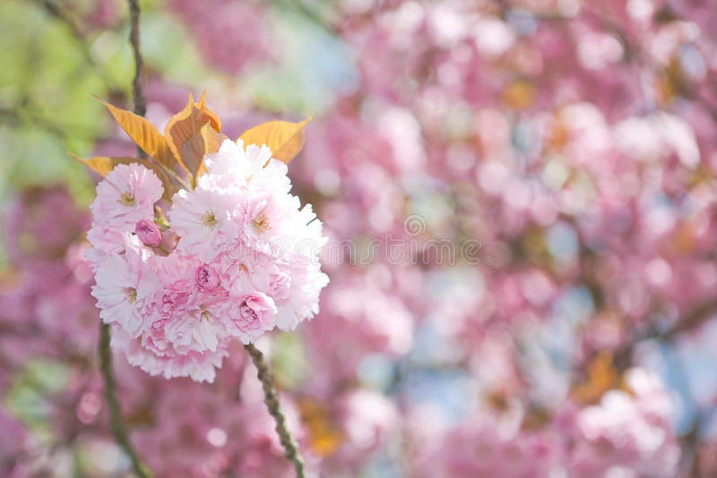 Springtime blossoms stock photo. Image of cherry, branch - 22629160
