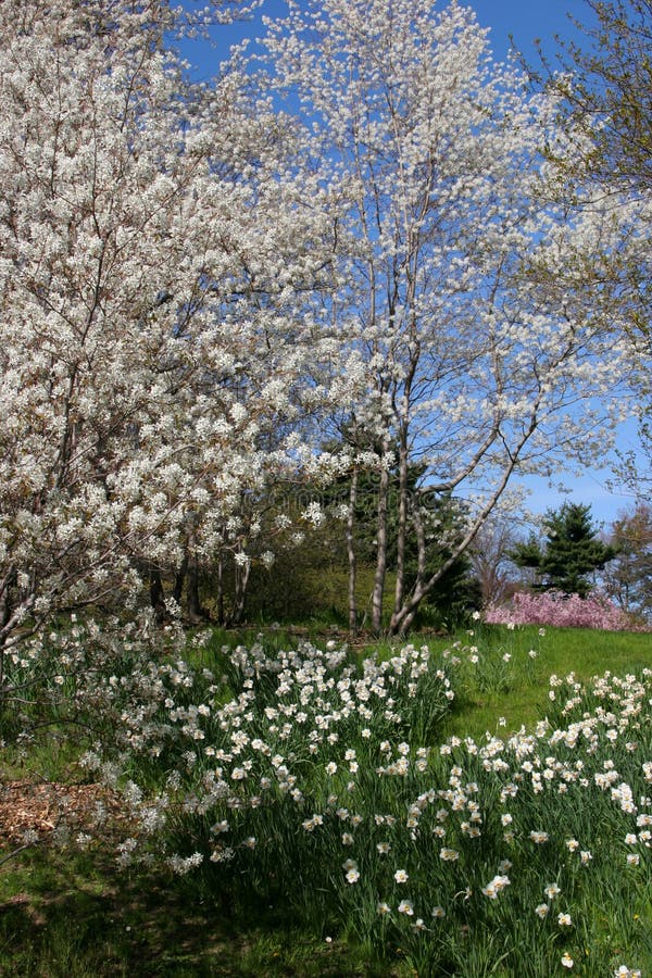 Springtime Blossoms stock image. Image of serenity, beautiful - 727911