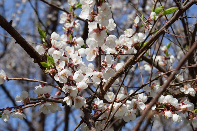 Springtime Blossoms Against a Clear Blue Sky Stock Image - Image of ...
