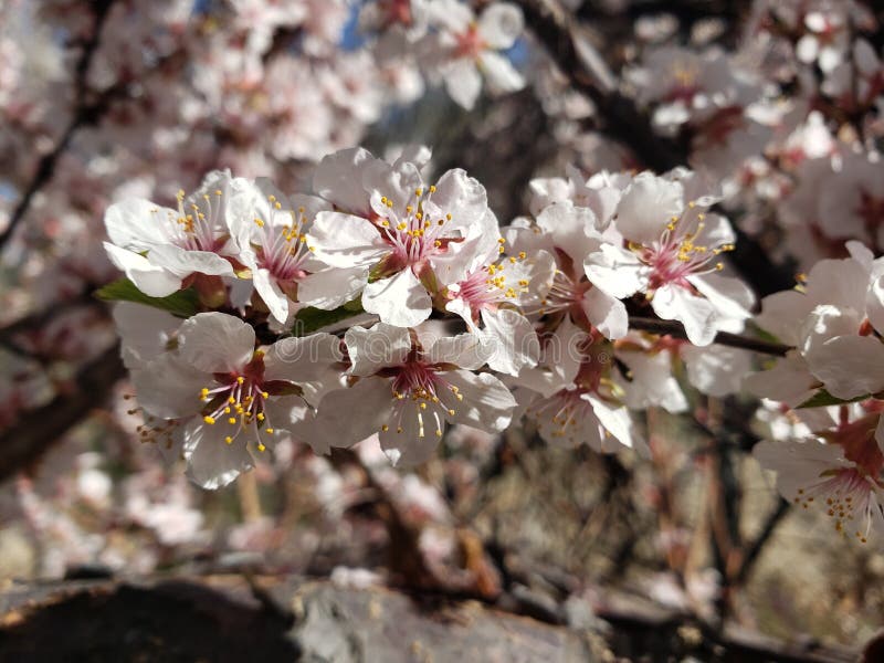 Springtime Blossoms on Cherry Tree in the Sunshine Row of Blossoms ...