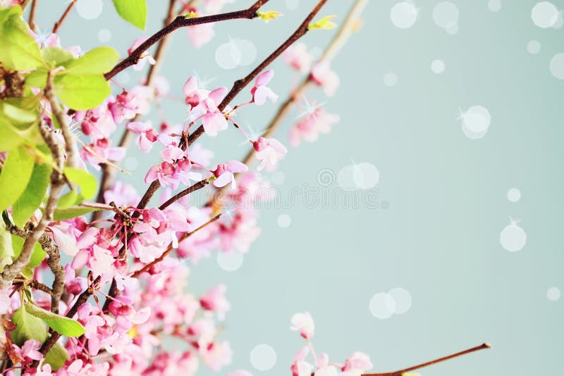 Springtime Blossoms stock image. Image of fresh, blossoms - 64054127