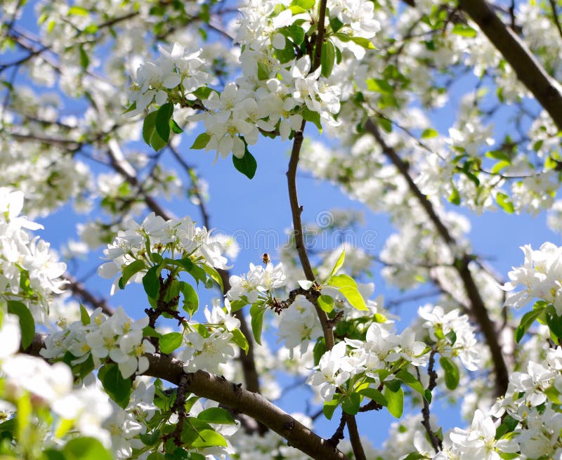 Springtime blossoms stock image. Image of branches, abstract - 92930787