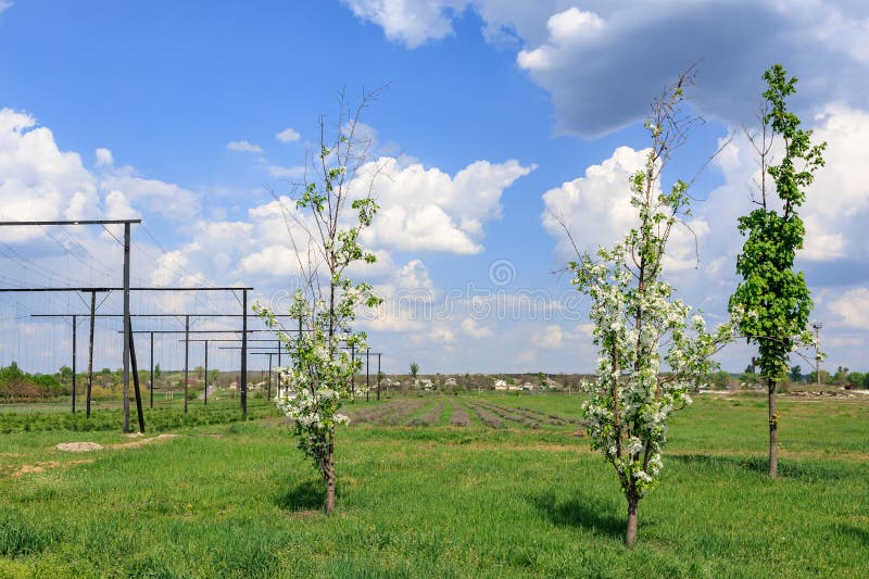 Springtime Blossoms Scenic Rural Landscape Young Fruit Trees Stock ...