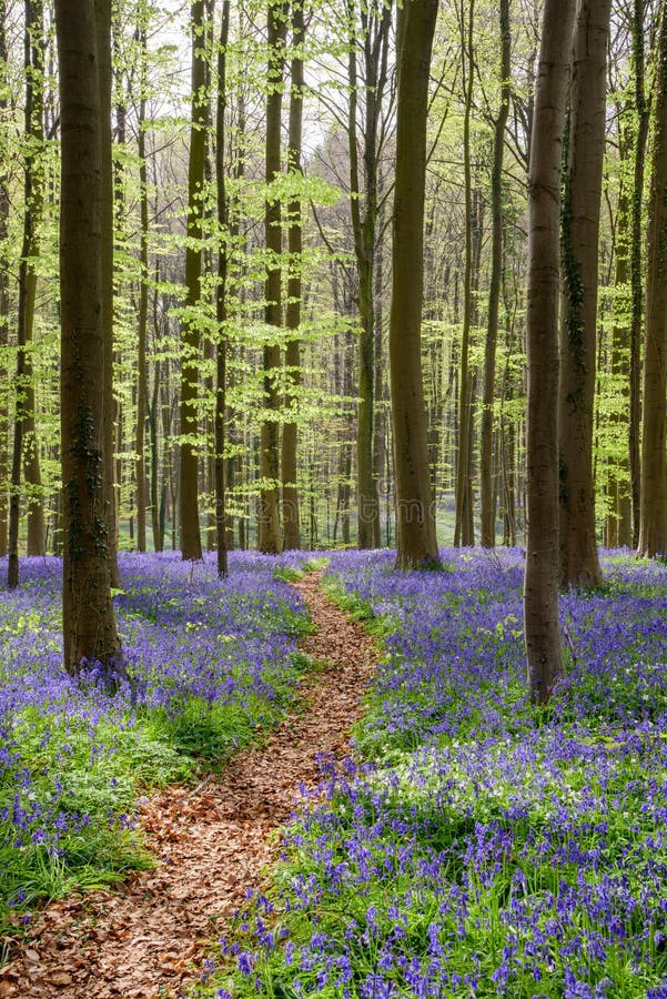 12,870 Blue Beech Tree Stock Photos - Free & Royalty-Free Stock Photos ...