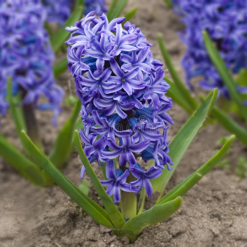 Blue Hyacinth `Delft Blue` on a Flowerbed Stock Image - Image of ...